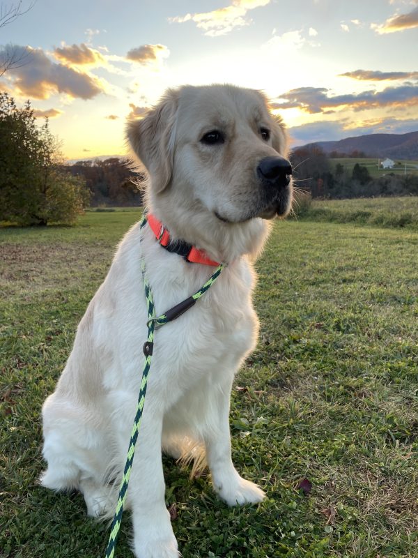 Facility Dog Program – Jersey Shore Area School District