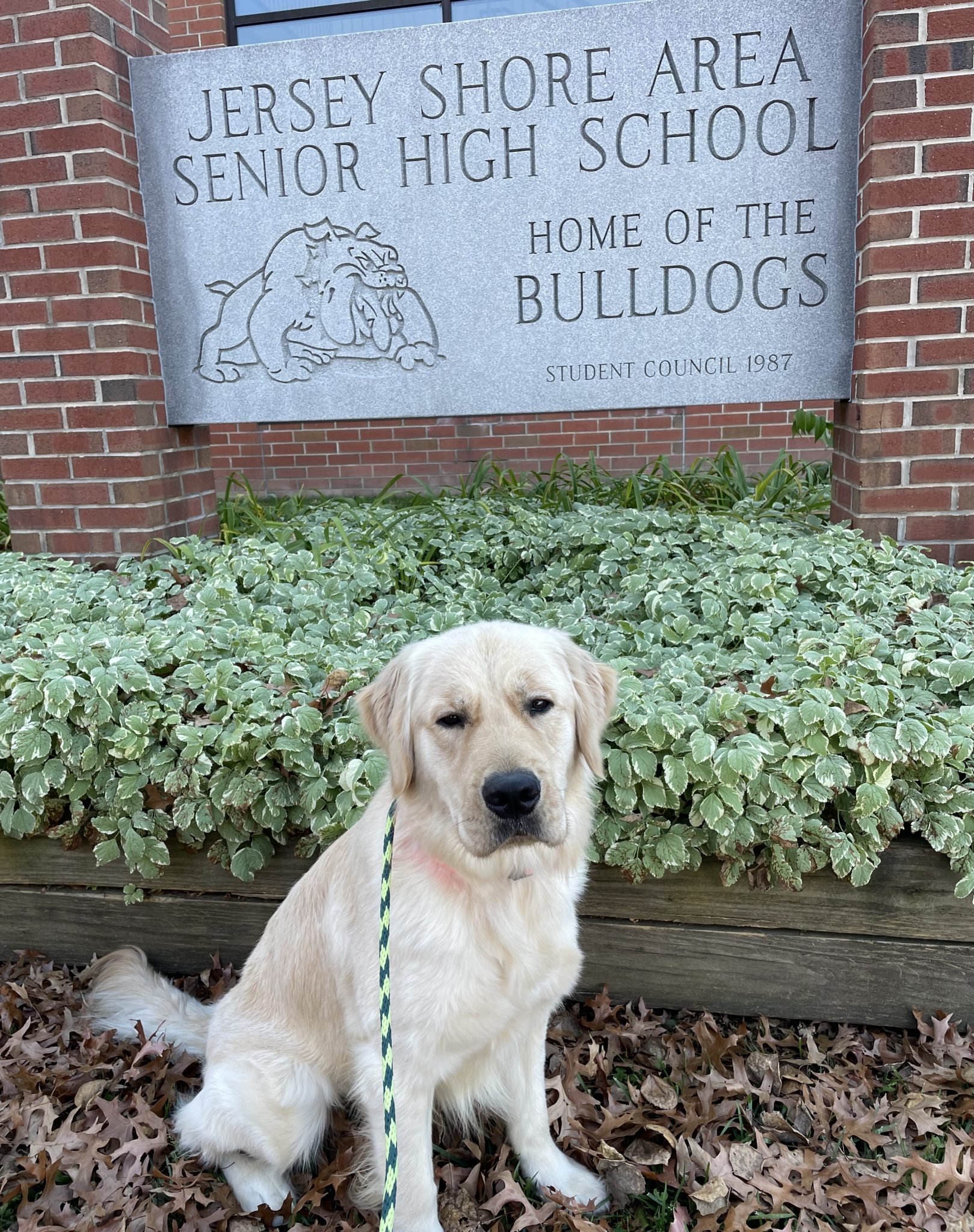 Facility Dog Program – Jersey Shore Area School District
